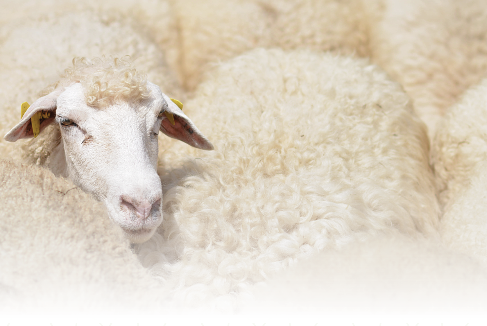 Qurbani In Saudi Arabia Hajj Policies In Saudi Arabia | Muslim Aid